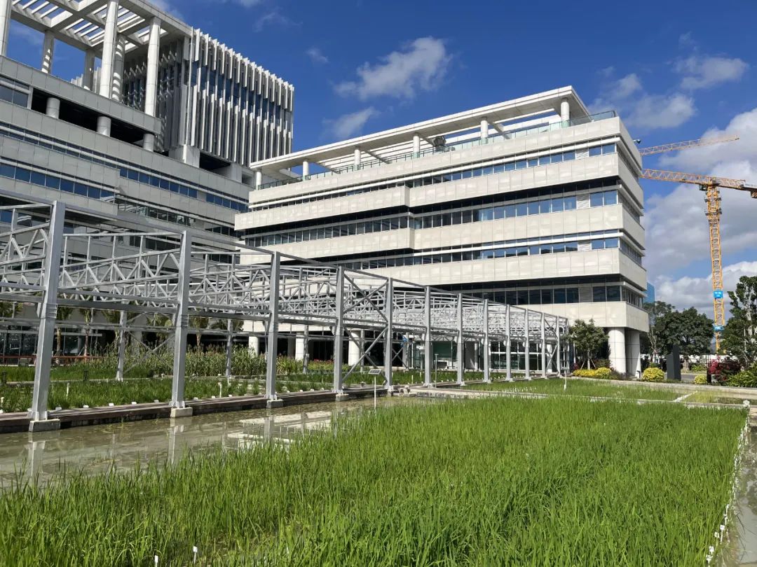 中国科学院海南种子创新研究院科研楼 | THAD清华建筑设计院 ARCHINA 项目